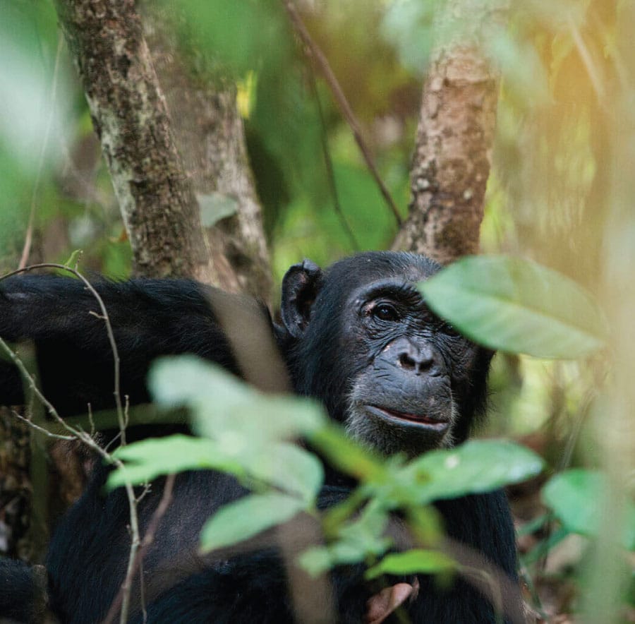 Luxury Short Safari - Safari Trips | Luxaviation Group