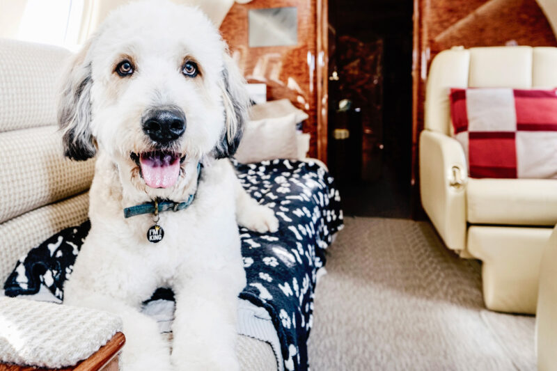 Private Jet Pet Travel in the UK - Everything You Must Know