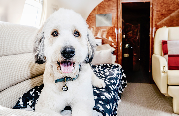 Private Jet Pet Travel in the UK - Everything You Must Know
