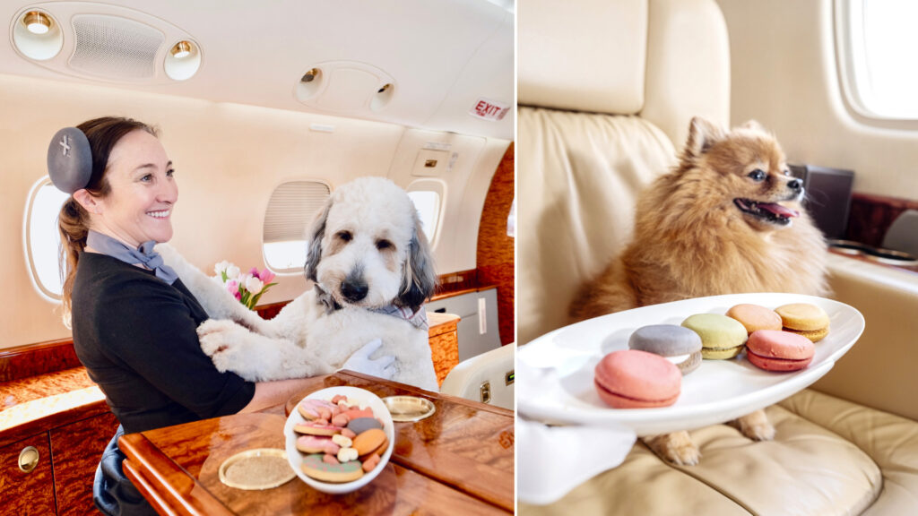 Private Jet Pet Travel in the UK - Everything You Must Know