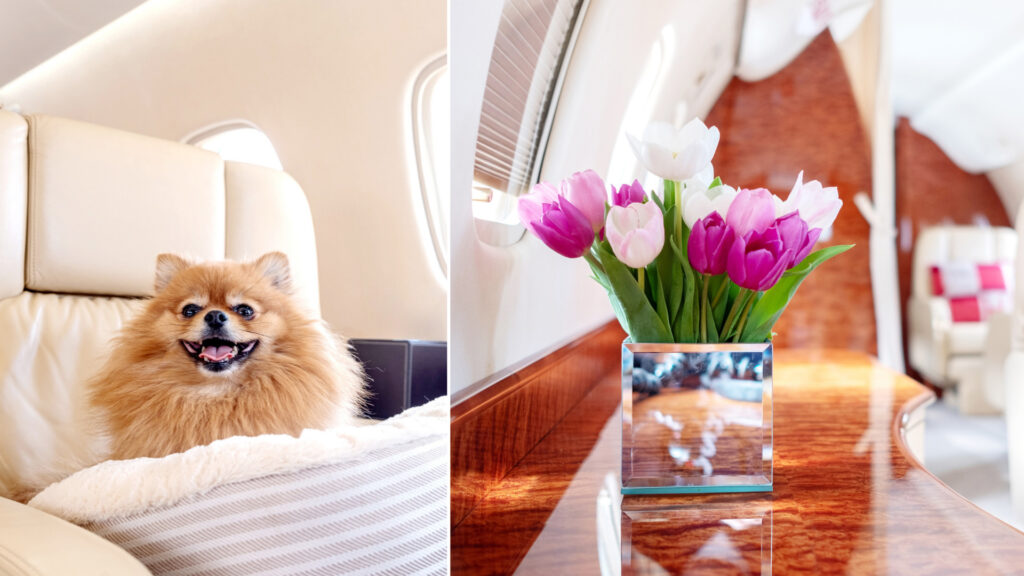 Private Jet Pet Travel in the UK - Everything You Must Know